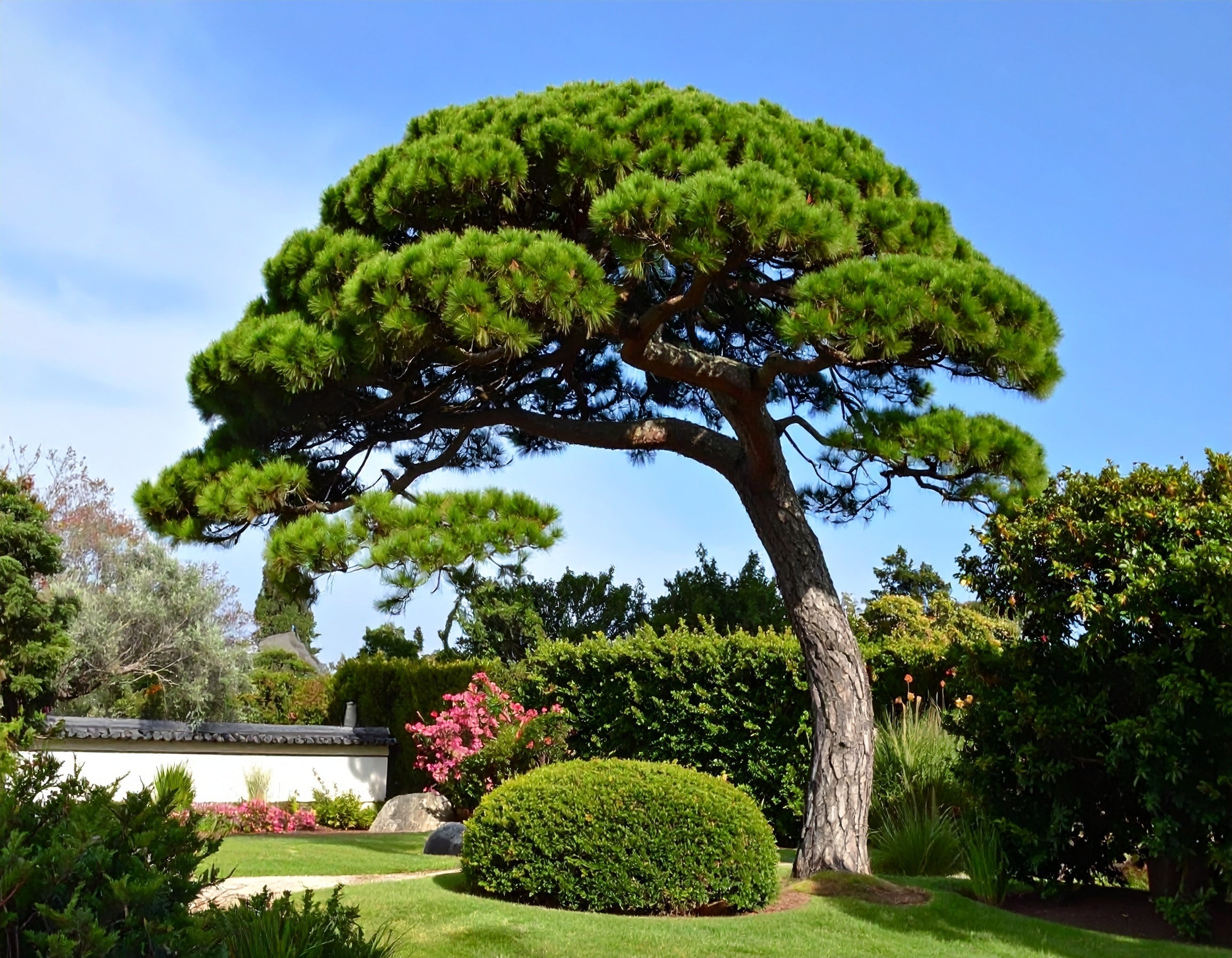 Le pin parasol : un arbre majestueux pour structurer un grand jardin ...