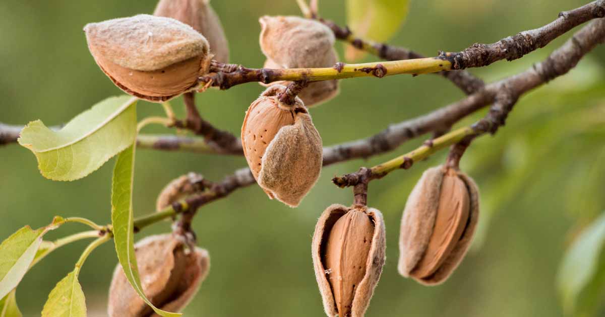Fruits à coque | Achat en ligne – Plante Île-de-France