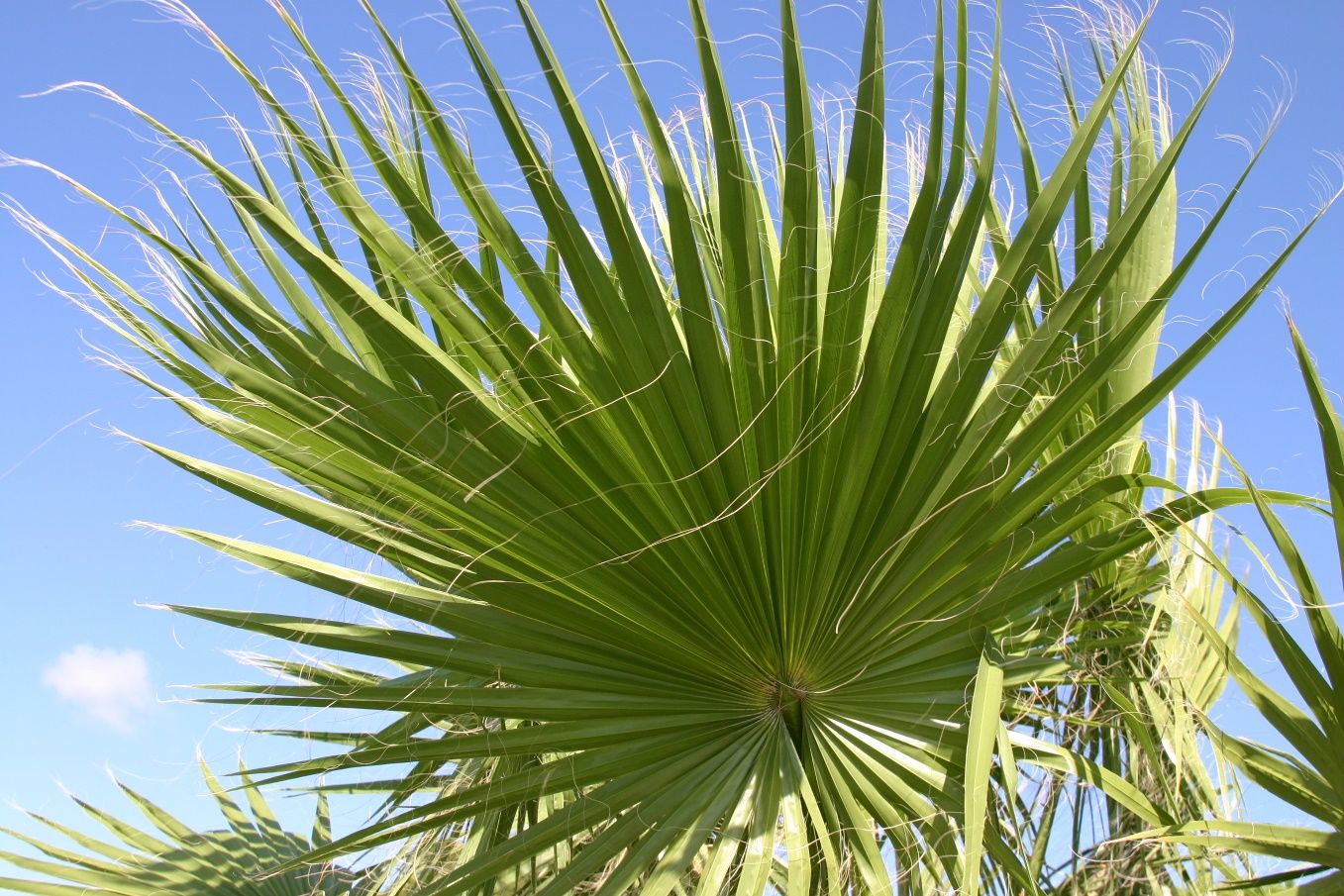 Palmiers à croissance rapide | Achat en ligne – Plante Île-de-France