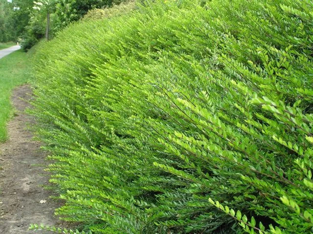 Plantes de Talus | Achat en ligne – Plante Île-de-France