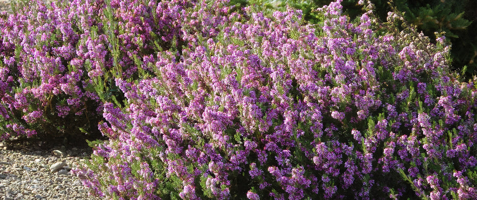 Arbuste couvre-sol/Talus | Achat en ligne – Plante Île-de-France