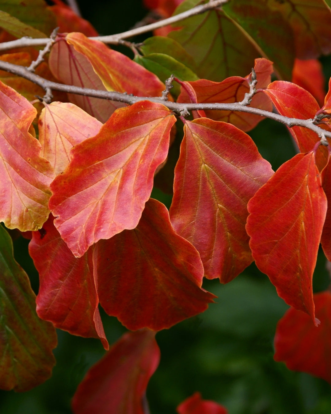 Arbre de fer - Achat en ligne - Plante Île-de-France