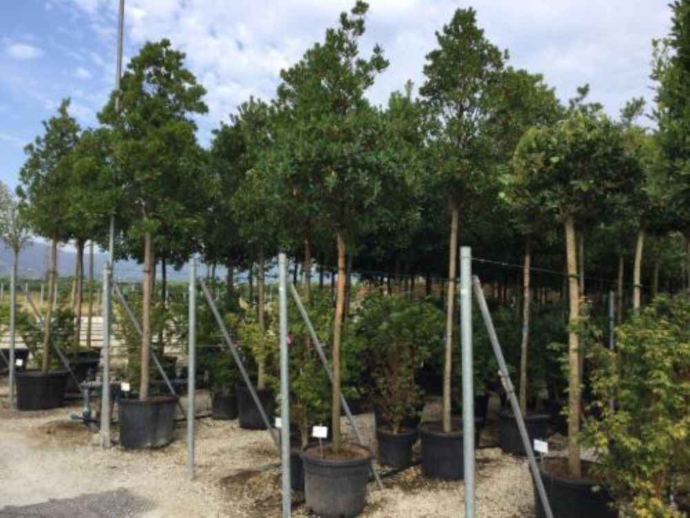 Arbousier (Arbutus unedo) – Plante Île-de-France