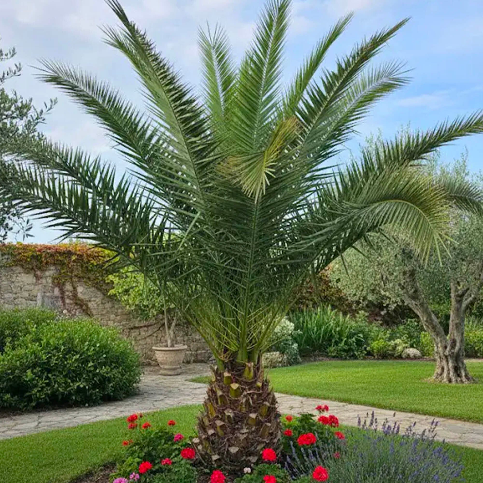 Palmier Dattier des Canaries – Plante Île-de-France