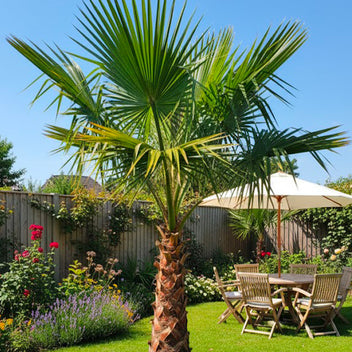 Palmier Washingtonia : tout savoir sur ce géant des jardins secs ...