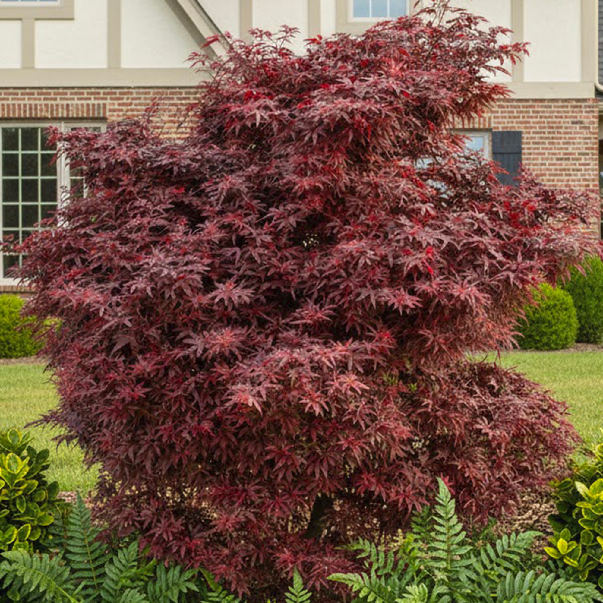 Acer Palmatum 'Little Red' - Achat en ligne - Plante Île-de-France