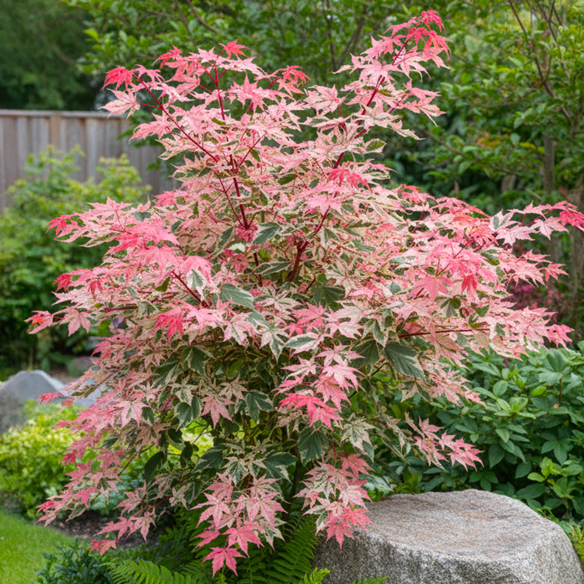 Acer conspicuum Red flamingo - Plante Île-de-France
