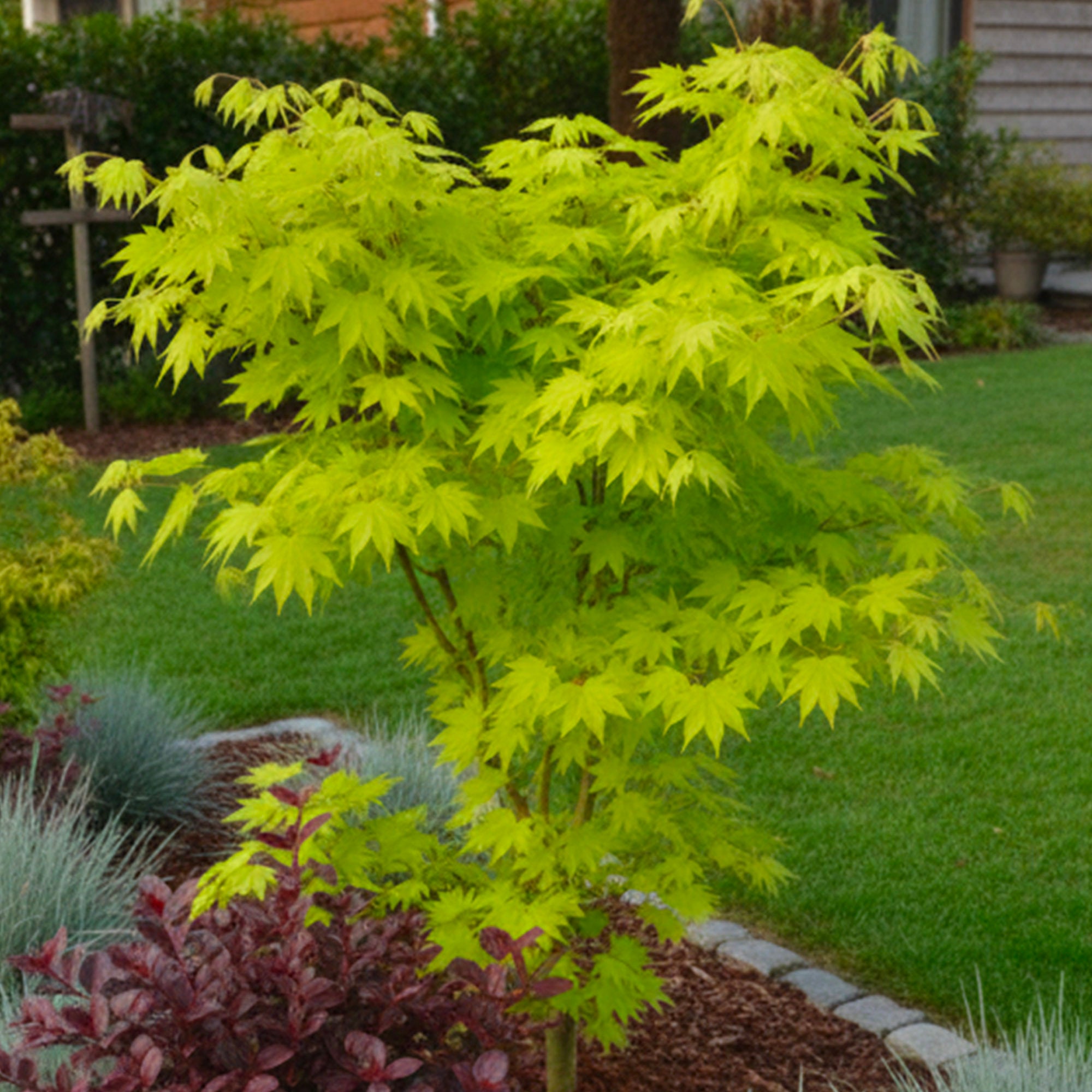 Acer Shirasawanum Jordan - Les Plantes d'Ile-de-France – Plante Île-de ...