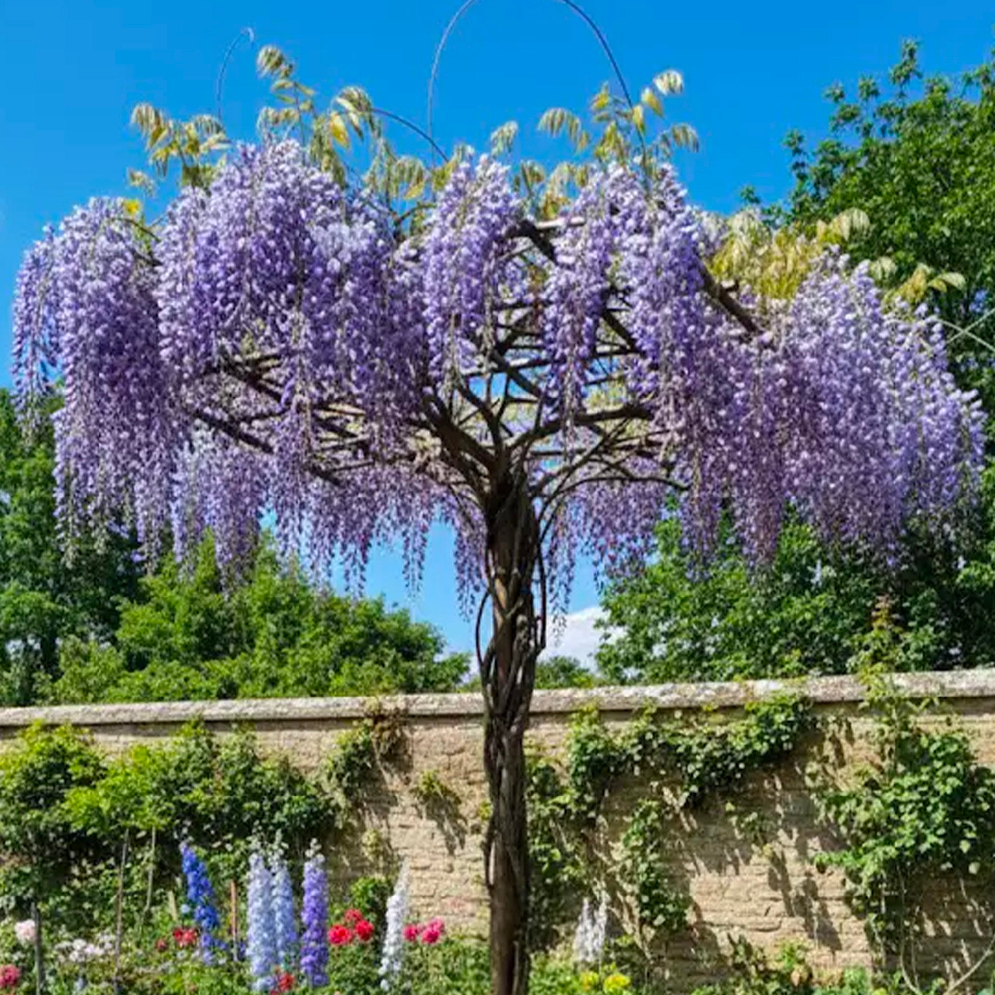 Glycine en Plateau - Achat en ligne sur notre site internet – Plante ...