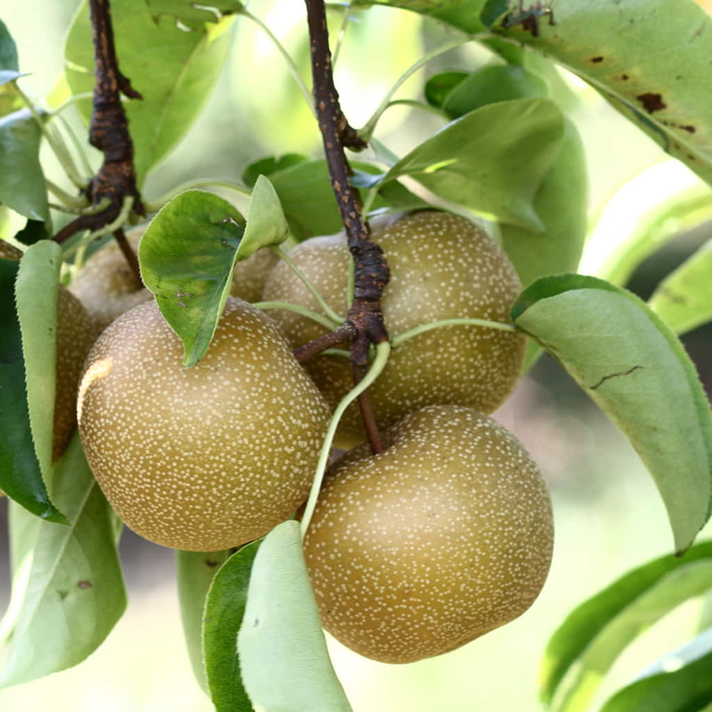 Poirier à fleurs (Pyrus Calleryana Chanticleer) - Les Plantes Ile-de ...