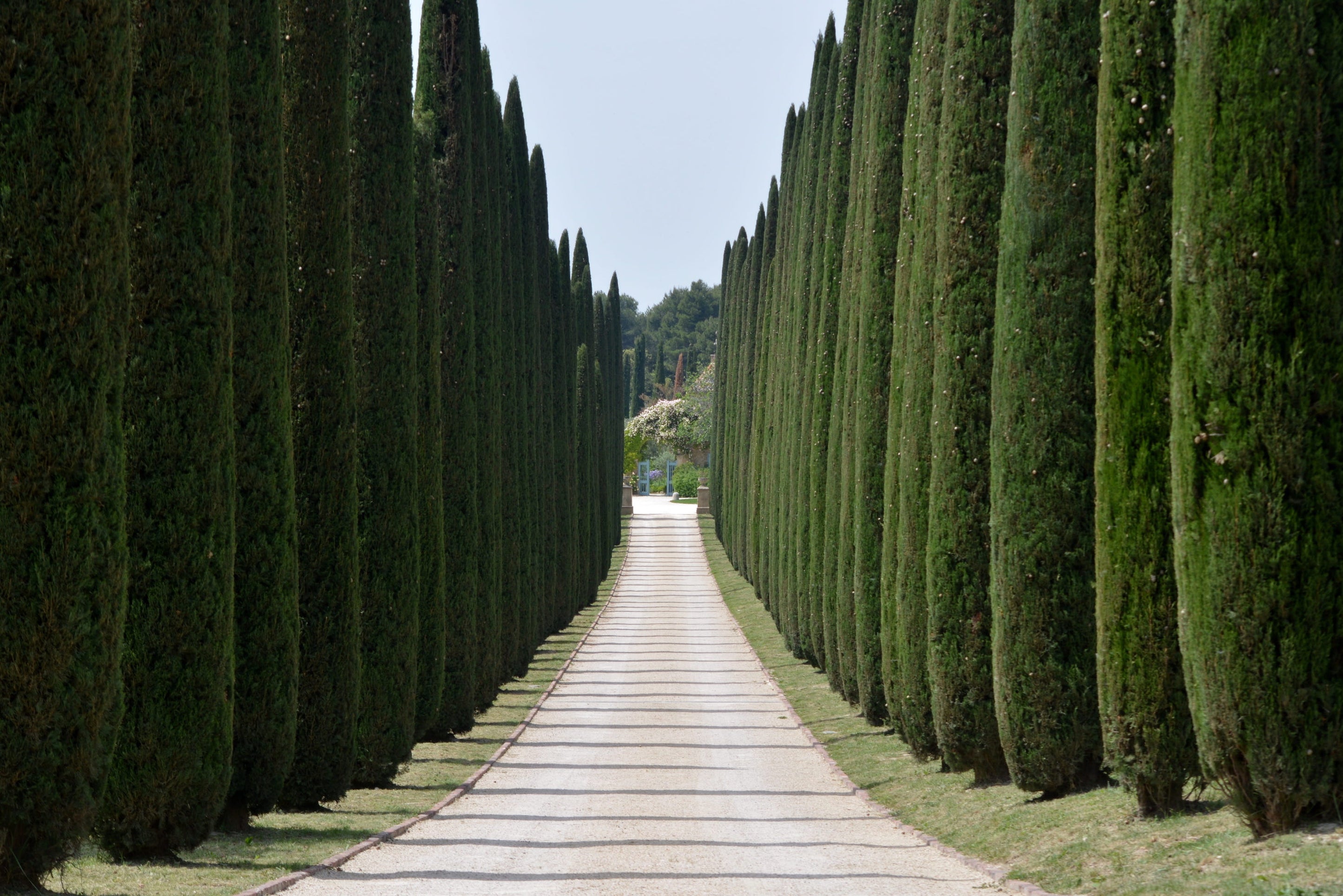 Cyprès de Provence – Plante Île-de-France