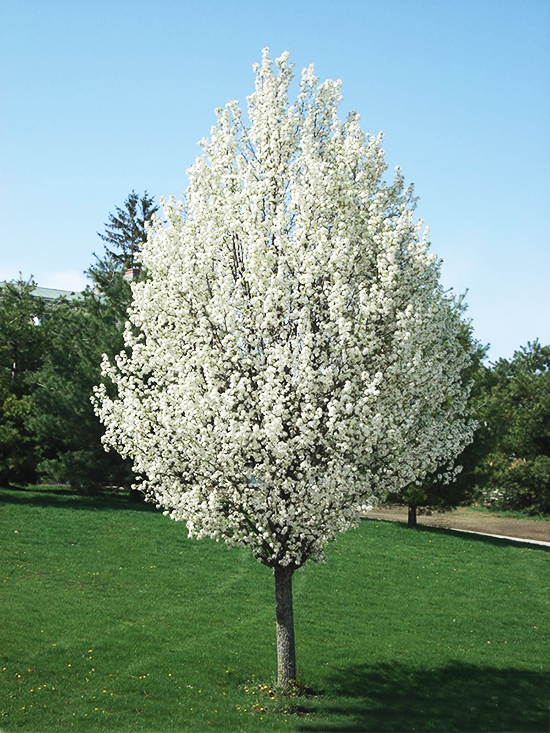 Poirier à fleurs (Pyrus Calleryana Chanticleer) - Les Plantes Ile-de ...