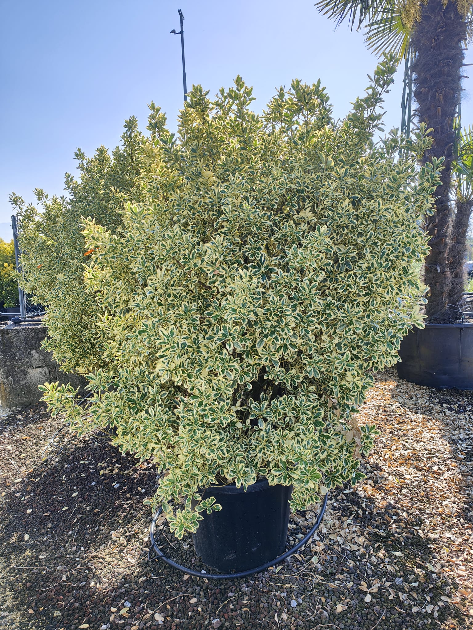 Fusain du Japon (Euonymus Japonicus) – Plante Île-de-France